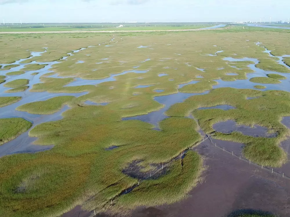 Fotografia prezintă un ecosistem de mlaștină sărată. Mlaștina este ruptă de pământ verde cu mici bazine de apă în centru