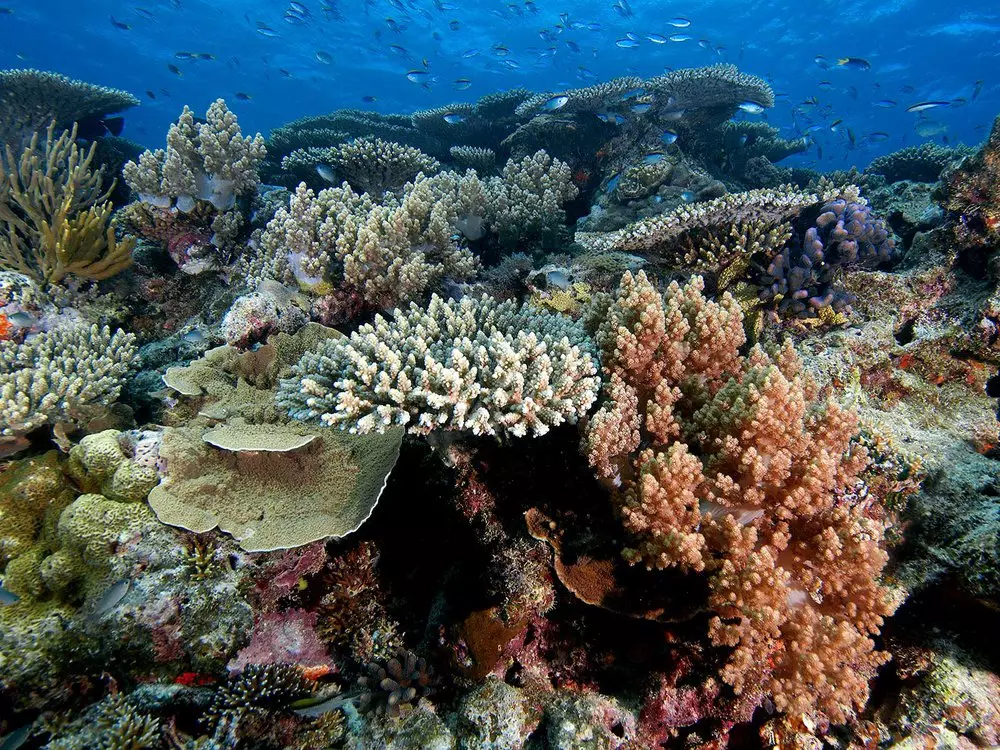 Marea barieră de corali