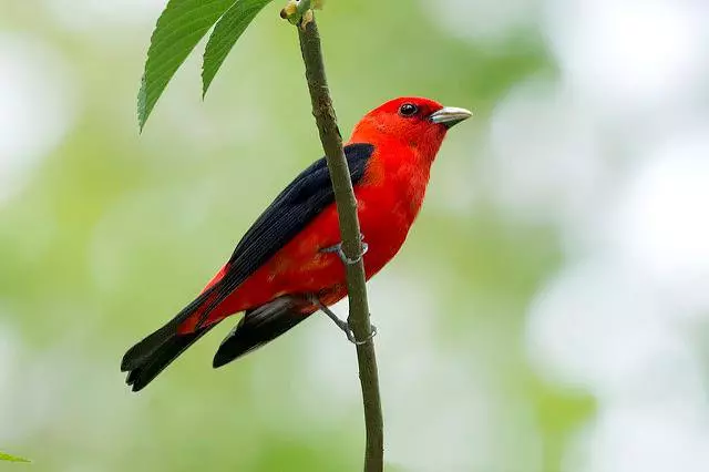 アカフウキンチョウ