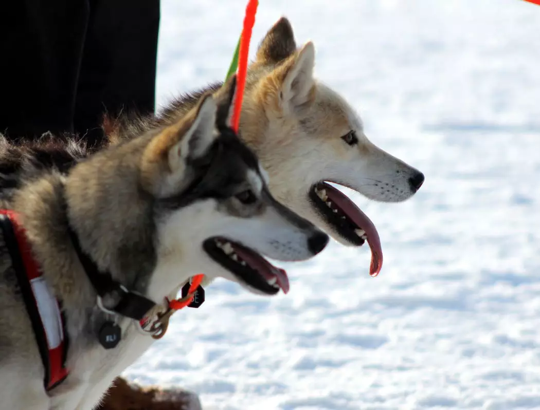 Iditarod suņi