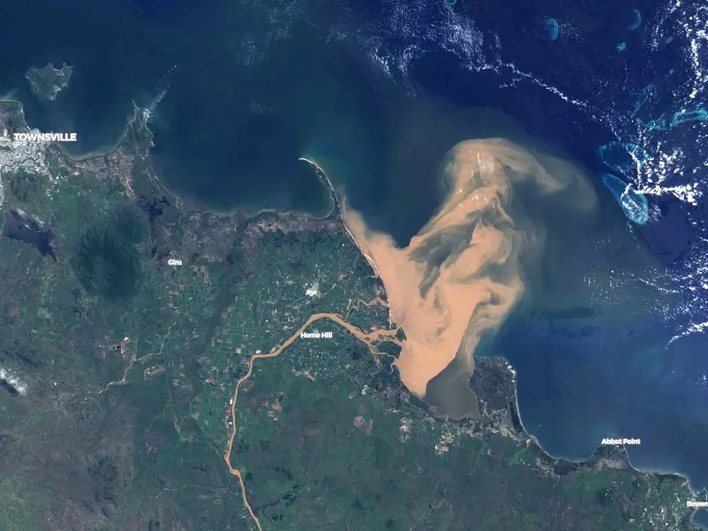 Queensland Plume