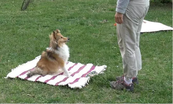 En brun hund med et hvitt bryst vises sittende med ørene oppreist på en hvit og rosa strippet matte. Et menneske står foran hunden. Hunden venter tålmodig på en kommando fra mennesket.