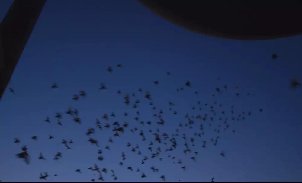 Un troupeau géant de pigeons illumine le ciel nocturne de New York