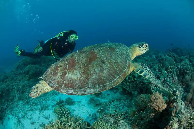 Drei Dinge, die Sie über das Korallendreieck, den Biodiversitäts-Hotspot des Ozeans, wissen sollten