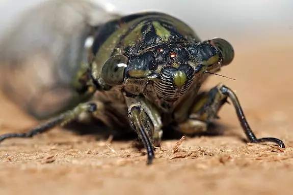 Llegan las cigarras, y también las aterradoras esporas que se las comen vivas