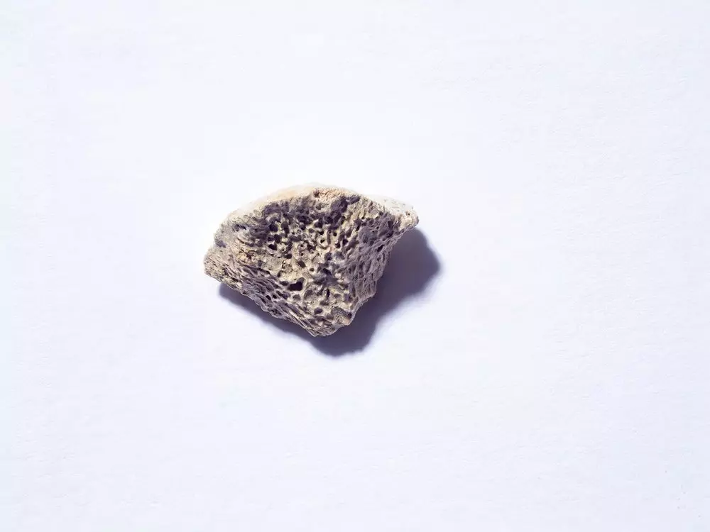 Dog Bone Fragment