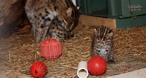 Dva nové prírastky v zoo môžu pomôcť výskumníkom porušiť kódex chovu rybárskych mačiek.