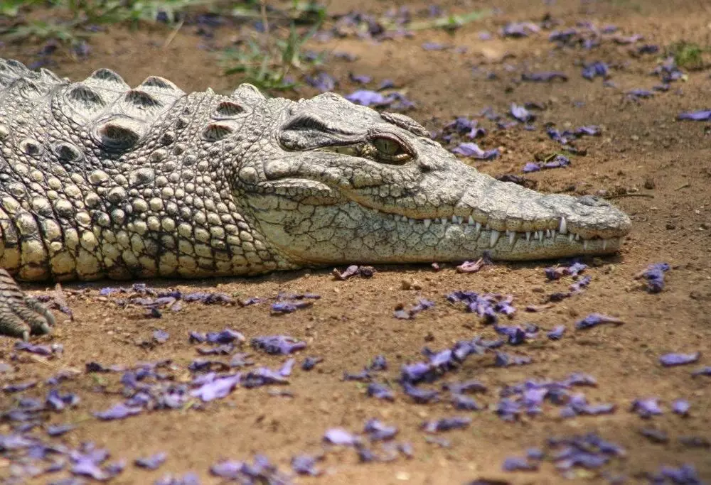 Crogaill na Níle Tar éis bogadh go Florida