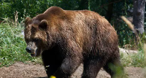 Mogu li smeđi medvjedi preživjeti u Pirinejima?