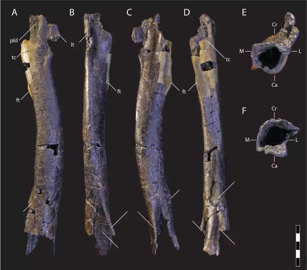 Njihuni me kushëririn adoleshent të T. Rex, emri i të cilit do të thotë 'dënim i afërt' 34094_3