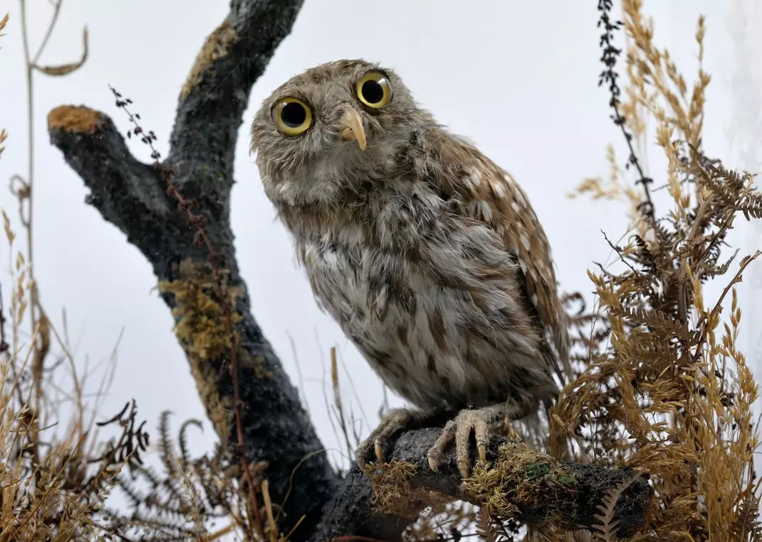 Fa'amanatu le 200 tausaga o Florence Nightingale ma se fa'aaliga o lo'o fa'aalia ai lana moli ta'uta'ua, Pet owl. 34100_4