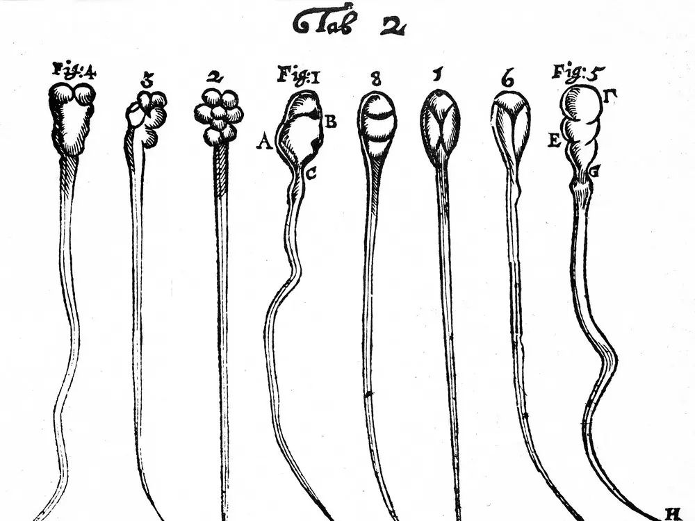 Çîroka Dirêj, Berbiçav ya Zanistiya Sperm