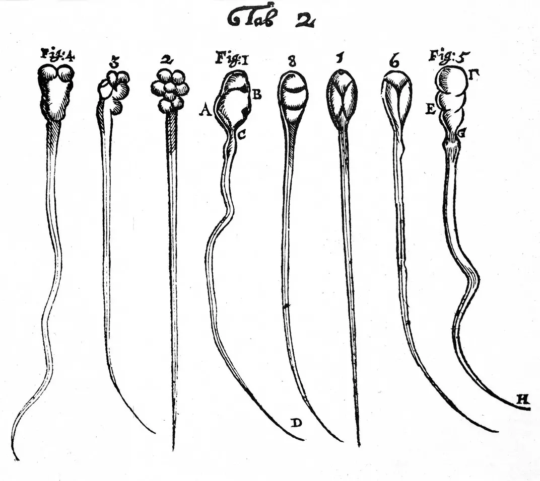 Ang Mahaba, Paikot-ikot na Kuwento ng Sperm Science