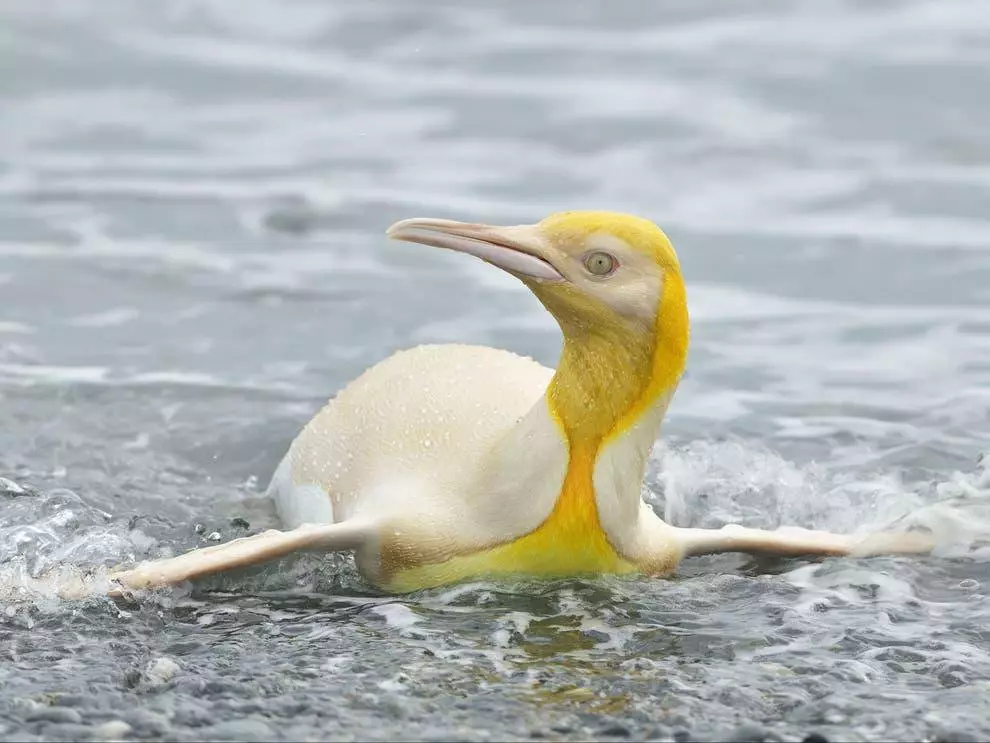 Um pinguim-rei com plumagem amarela é visto nadando em direção à câmera