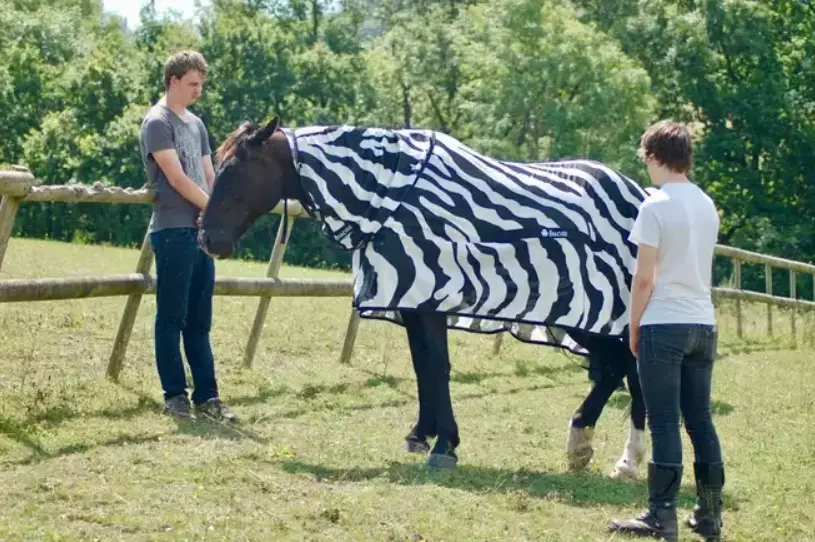 Wetenschappers verkleedden paarden als zebra's om het doel van strepen te bepalen