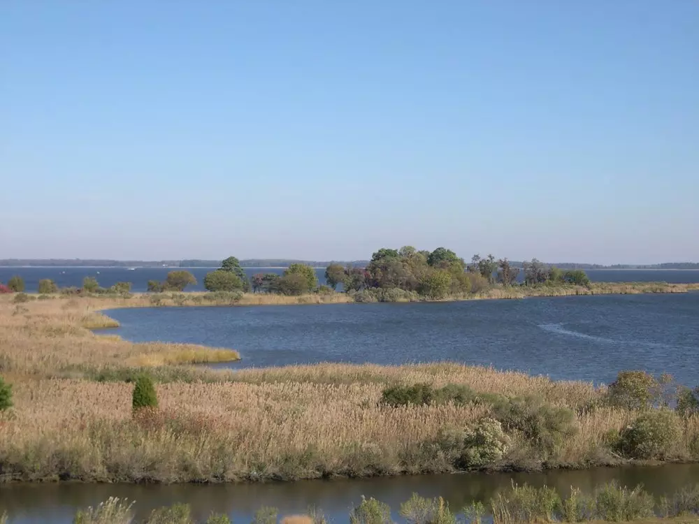 A Chesapeake-öböl árapály-vizes élőhelyei