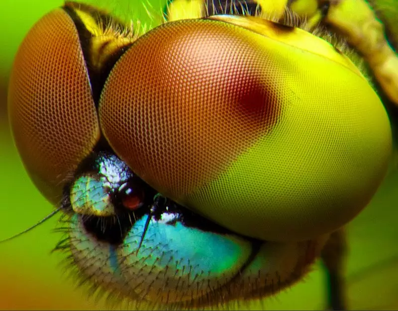 Esta cámara mira el mundo a través de los ojos de un insecto