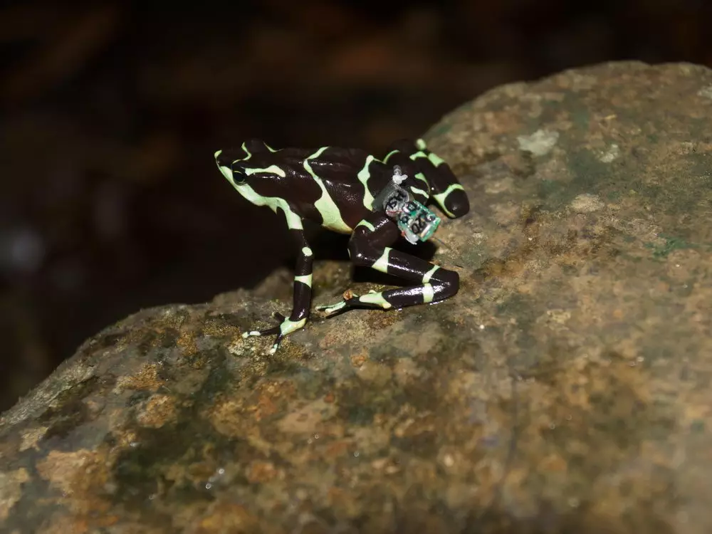 Ƙarfin Majagaba na Harlequin Frogs Sun Shirya Don Taimakawa Ajiye Irinsu