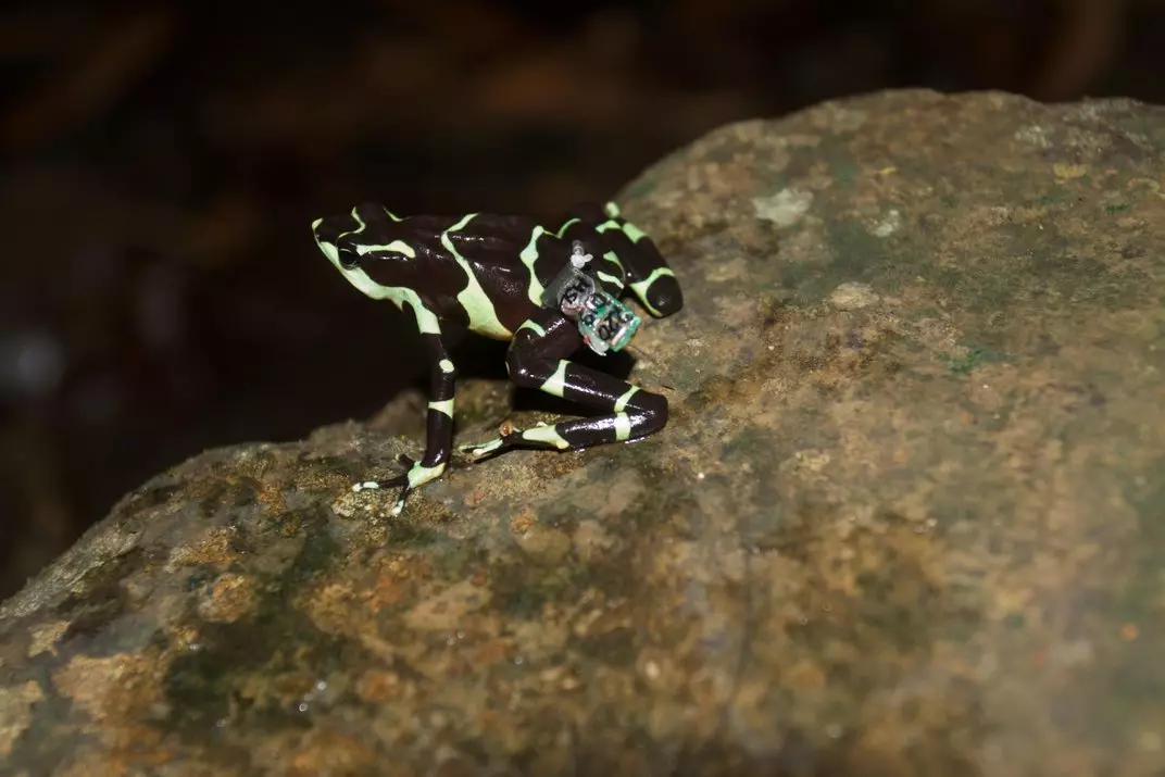 Harlequin Frogs의 선구적인 힘은 종을 구하기 위해 출발했습니다. 34138_1