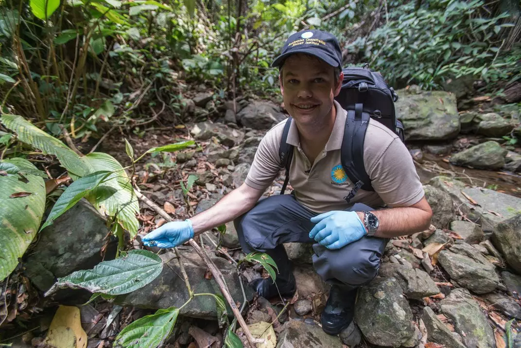 Isang Pioneering Force ng Harlequin Frogs na Naghanda Upang Tumulong na Iligtas ang Kanilang mga Species 34138_4