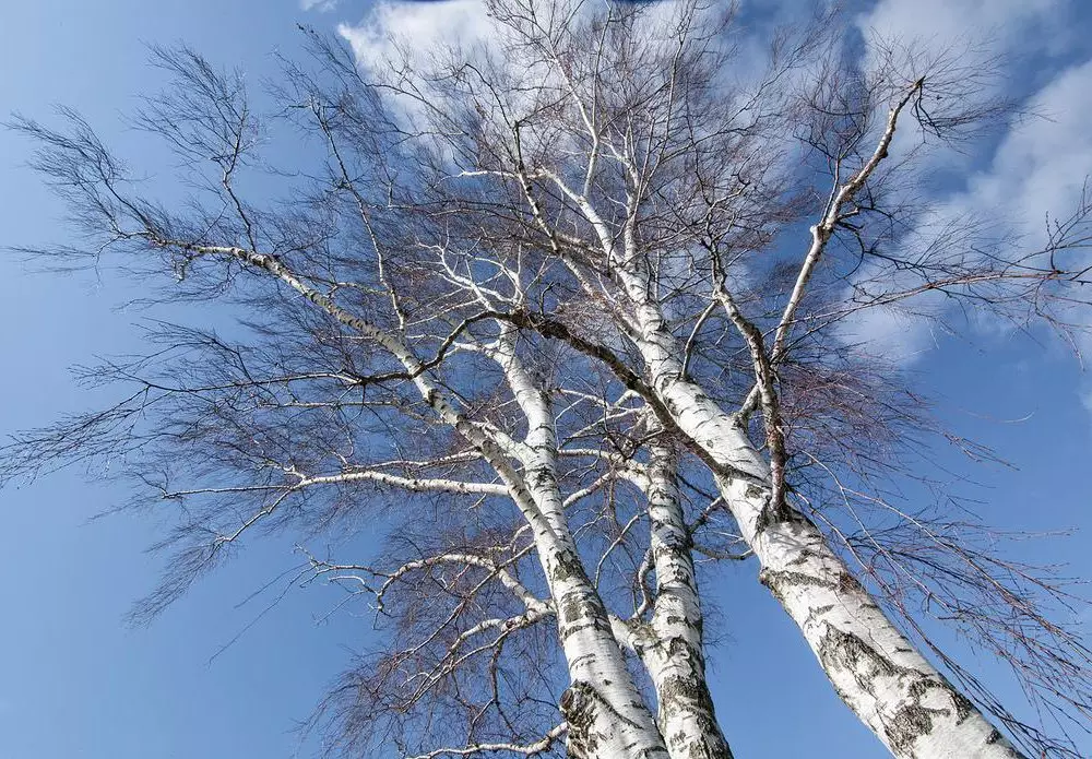 Pokok Birch 'Tidur' Merehatkan Cawangannya pada Waktu Malam