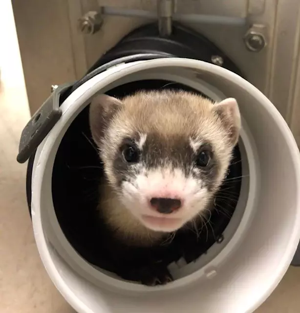 Si Elizabeth Ann ang Unang Na-clone na Black-Footed Ferret