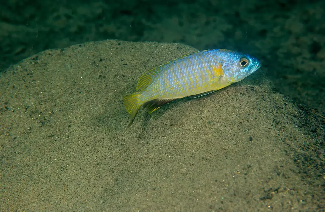 The Fishy Mystery of Lake Malawi 34170_10