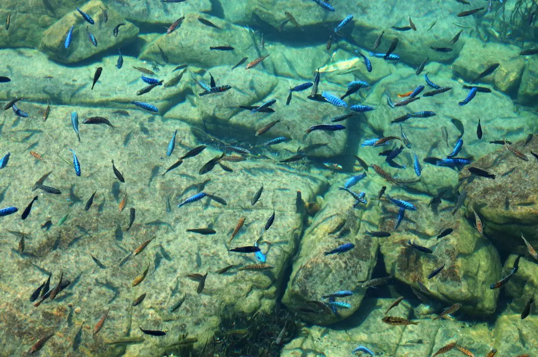 Malāvijas ezera zivs noslēpums 34170_11