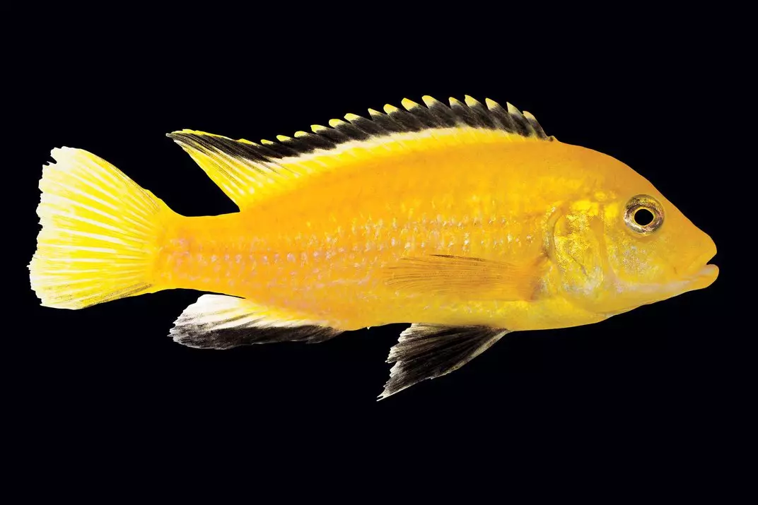 Malāvijas ezera zivs noslēpums 34170_5