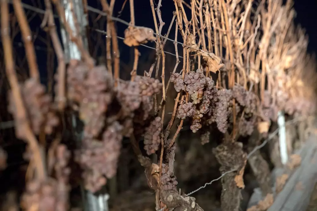 Met vorst bedekte silvaner-druiven hangen aan de wijnstok