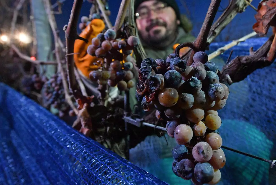 I lavoratori raccolgono l'uva congelata a temperature gelide.