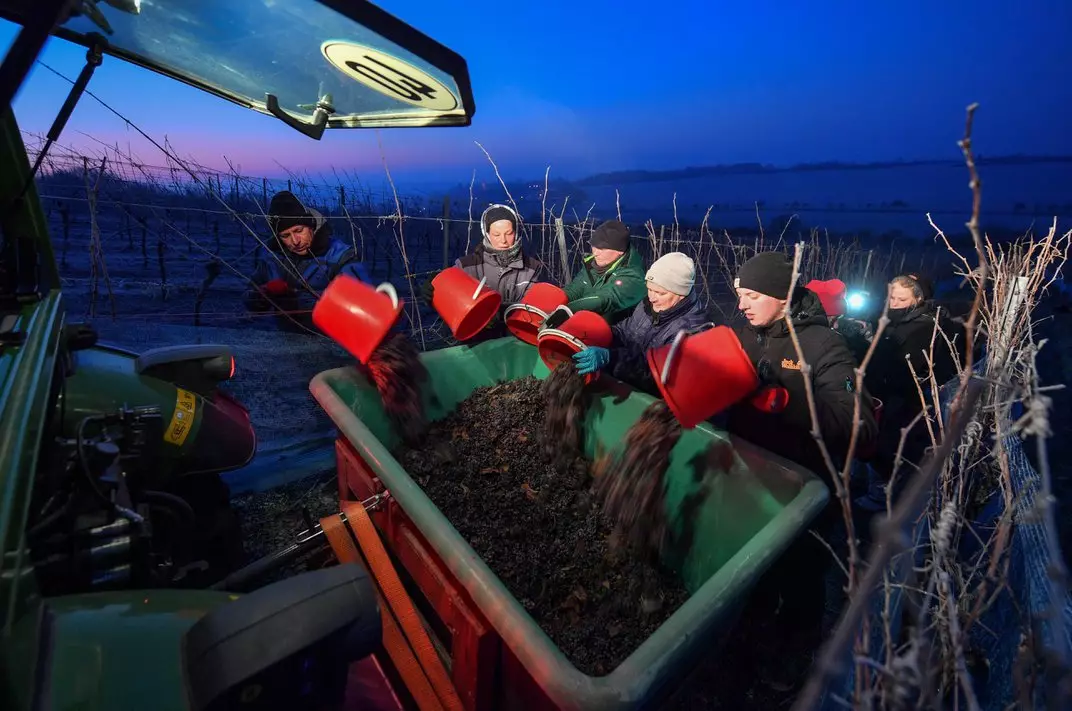Werknemers gieten emmers ijzige druiven in een trailer