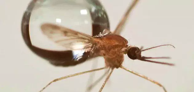 蚊は雨の中をどのように飛ぶのですか？