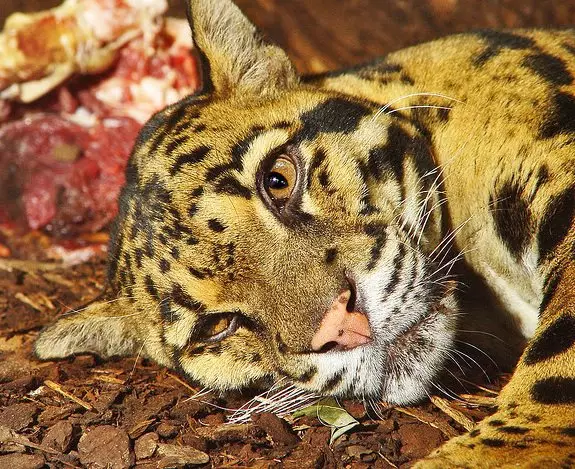 The Only Clouded Leopard Left in Taiwan Is Stuffed on a Museum Shelf