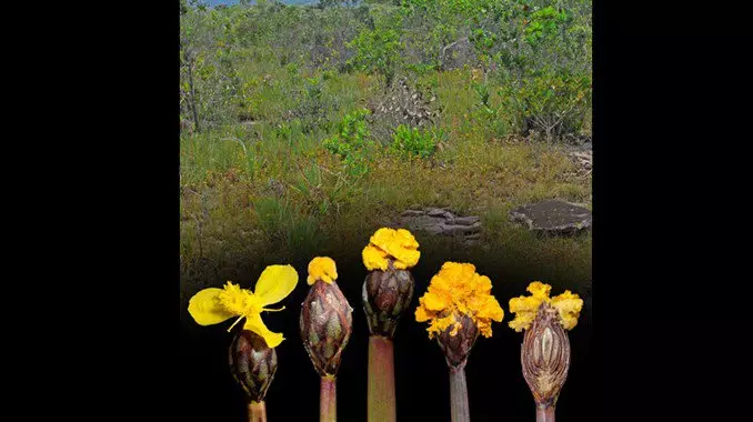 Dieser Pilz macht überzeugende Kunstblumen von Grund auf neu