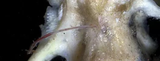 Come i vermi zombi mangiaossa perforano gli scheletri di balena