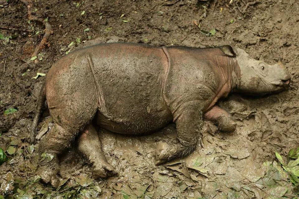 Miet Wieħed mill-Aħħar Rhinos Sumatra tal-Malasja