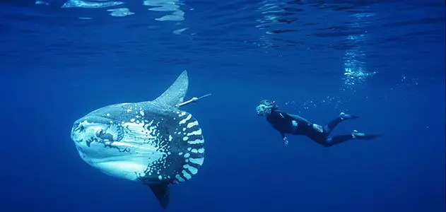 Ocean sunfish da Tierney Thys