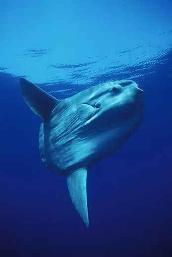 Fa'ailoaina o Mea lilo o le Vasa Sunfish 34274_4