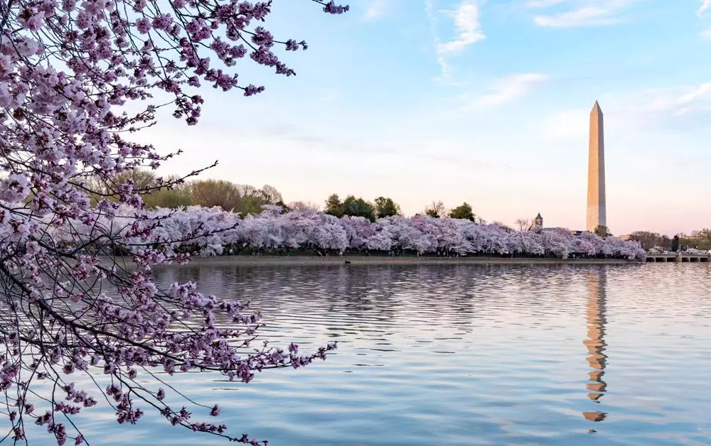 ស្ទើរតែប្រារព្ធពិធីបុណ្យ Peak Bloom ជាមួយនឹងការពិតចំនួនដប់អំពីផ្កា Cherry