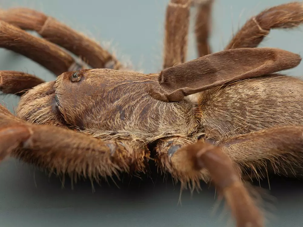 Tento druh tarantule má na hřbetě zvláštní, vyfouknutý roh