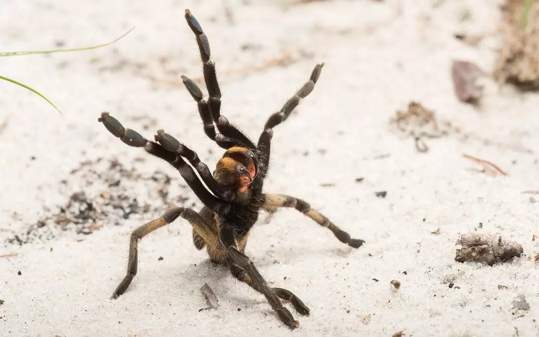 Tarantula Espezie honek adar arraro eta puztua dauka bizkarrean