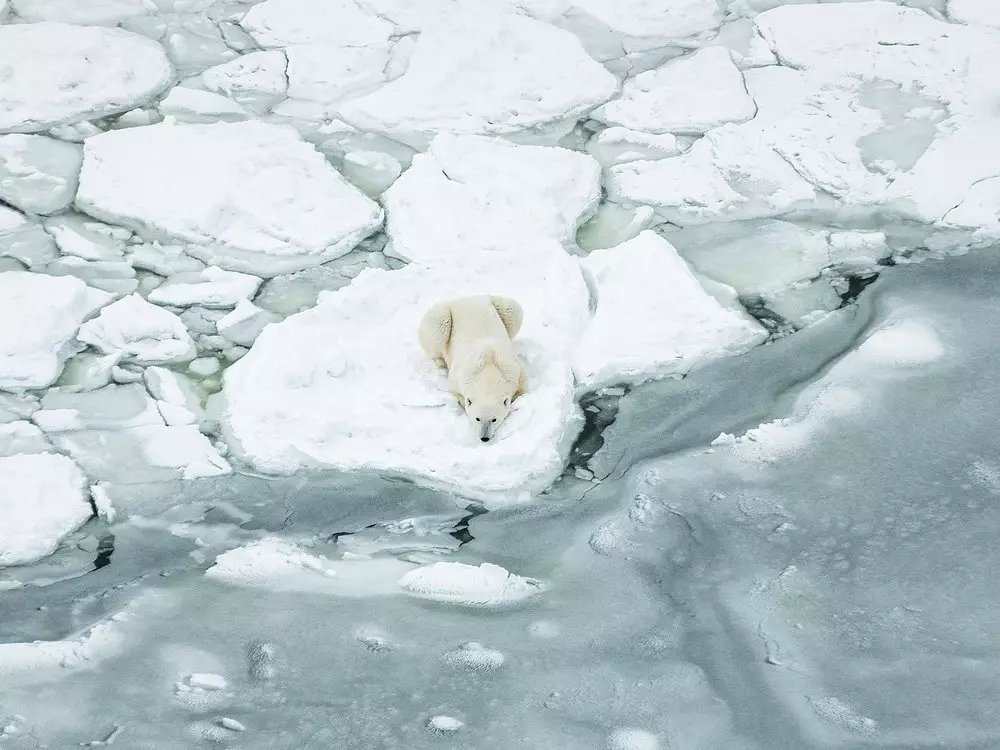 Beo Bears Polar Ar Imeall na Géarchéime um Athrú Aeráide