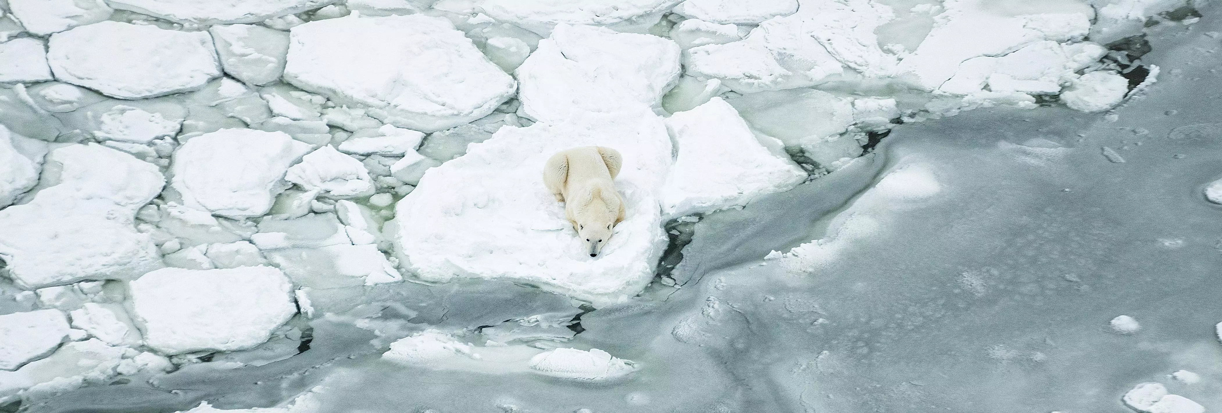 Urșii polari trăiesc la marginea crizei schimbărilor climatice 34307_1