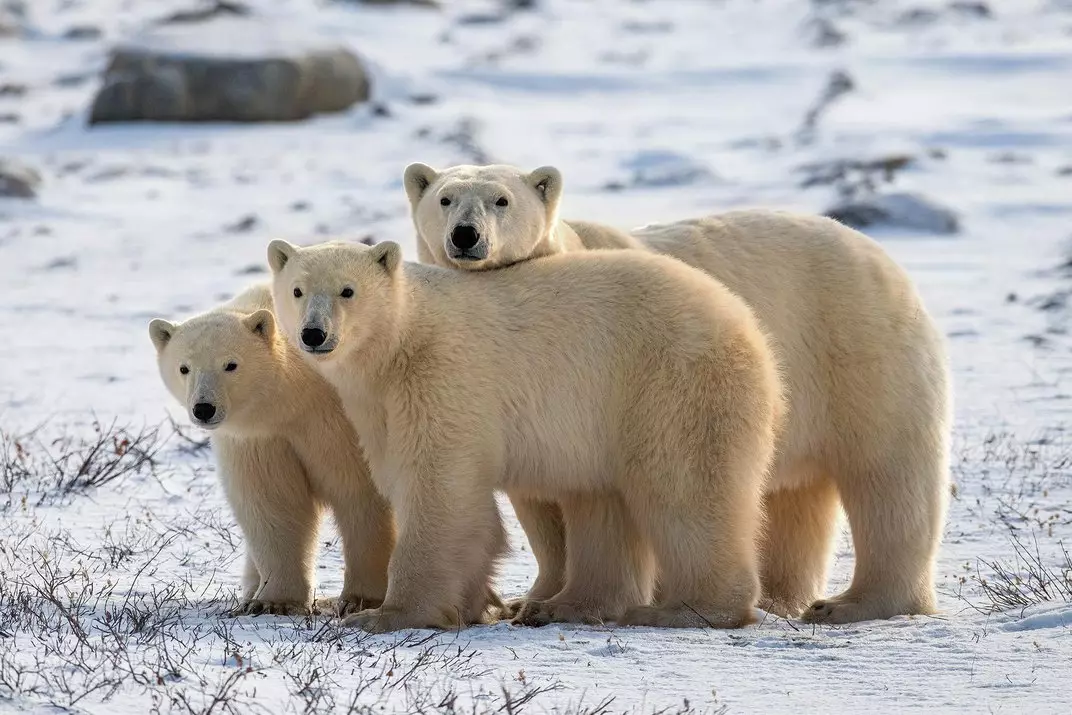 familia urșilor polari