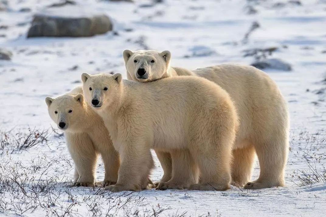 ホッキョクグマの家族