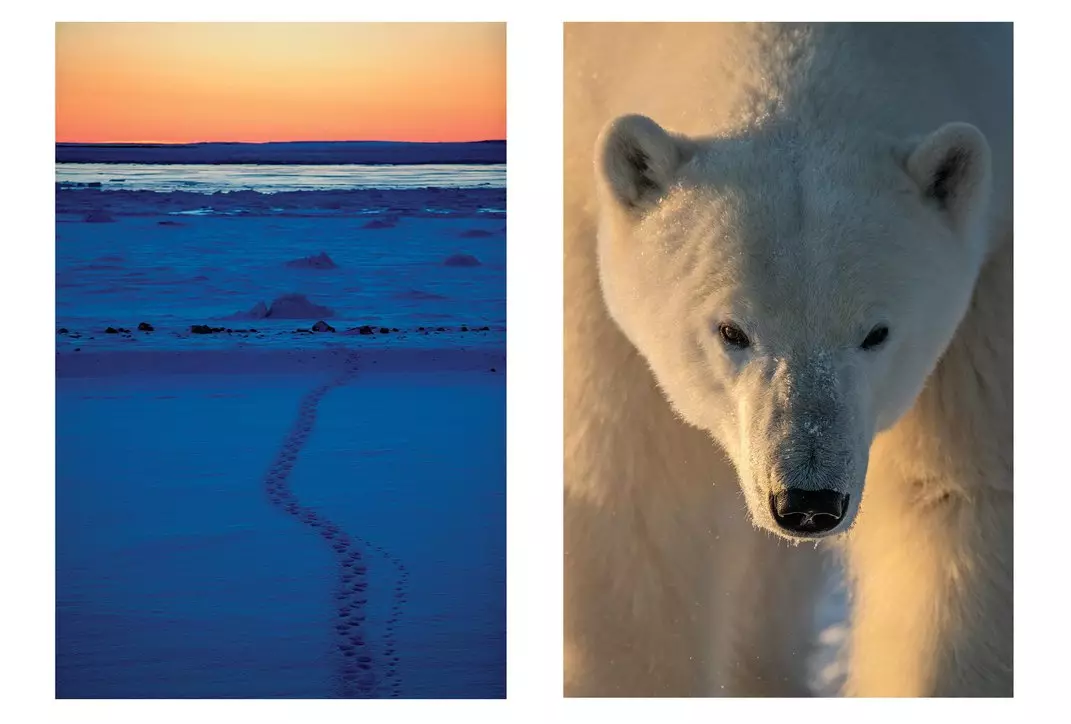Dipticul Ursului Polar și Peisajului