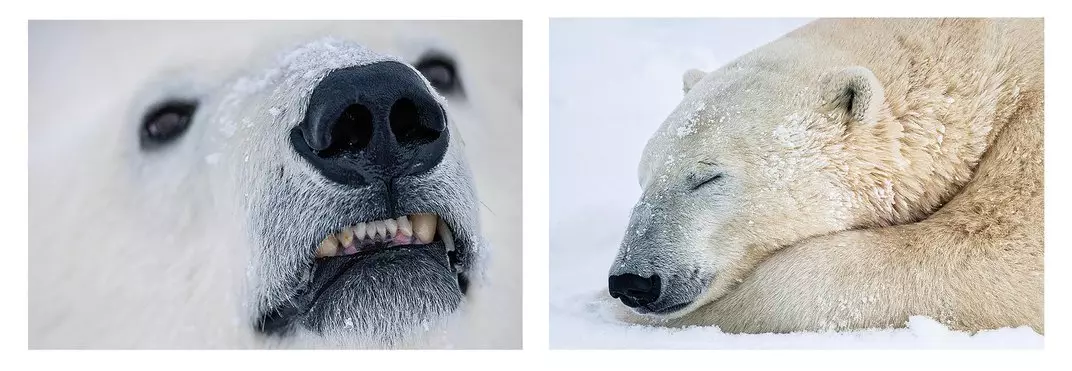 Diptic cu fețe de urs polar