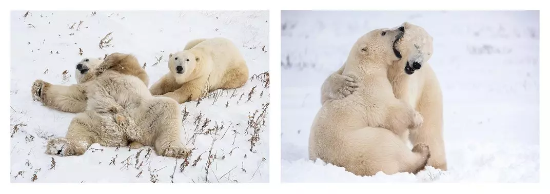 Polar Bear Action diptych