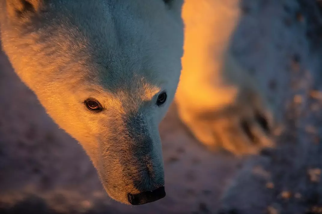 Lumină frumoasă asupra ursului polar